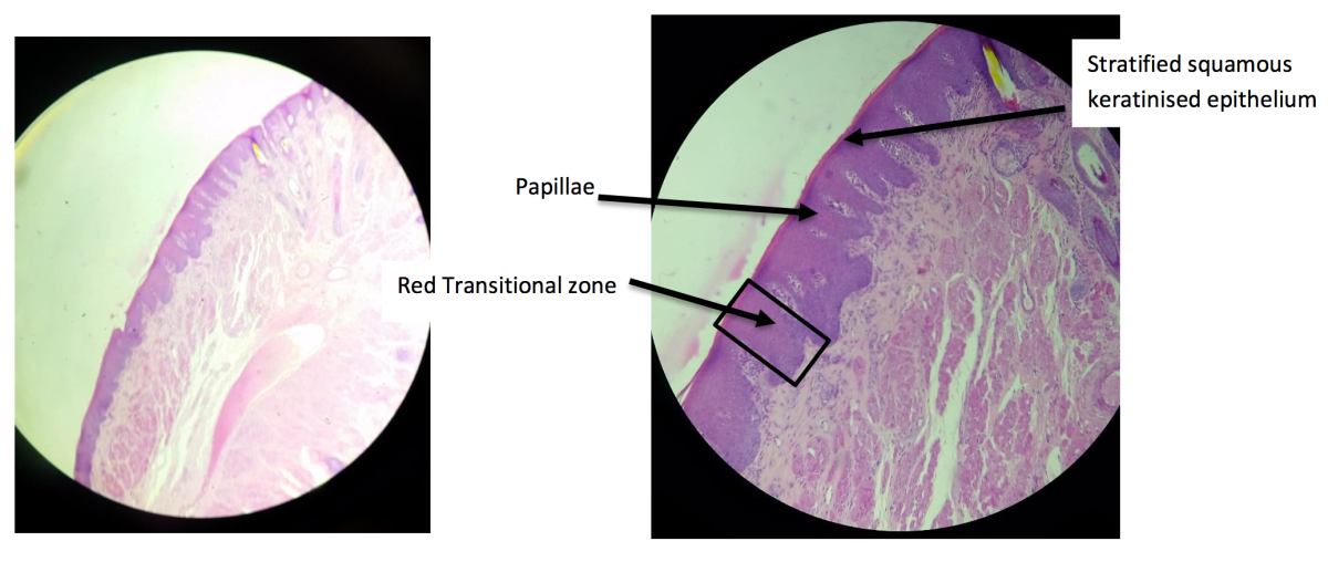 Histology and Anatomy of the Digestive System - Owlcation