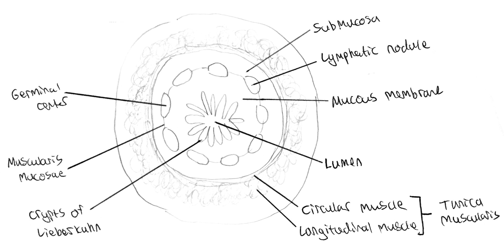 Histology and Anatomy of the Digestive System - Owlcation