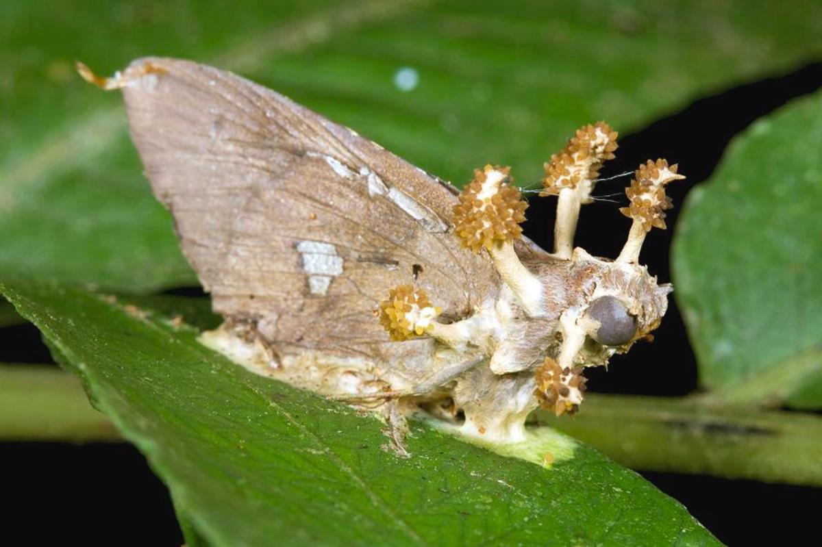 Zombie Insects Zombie Cicadas: The Creepy Fungus Turning America's