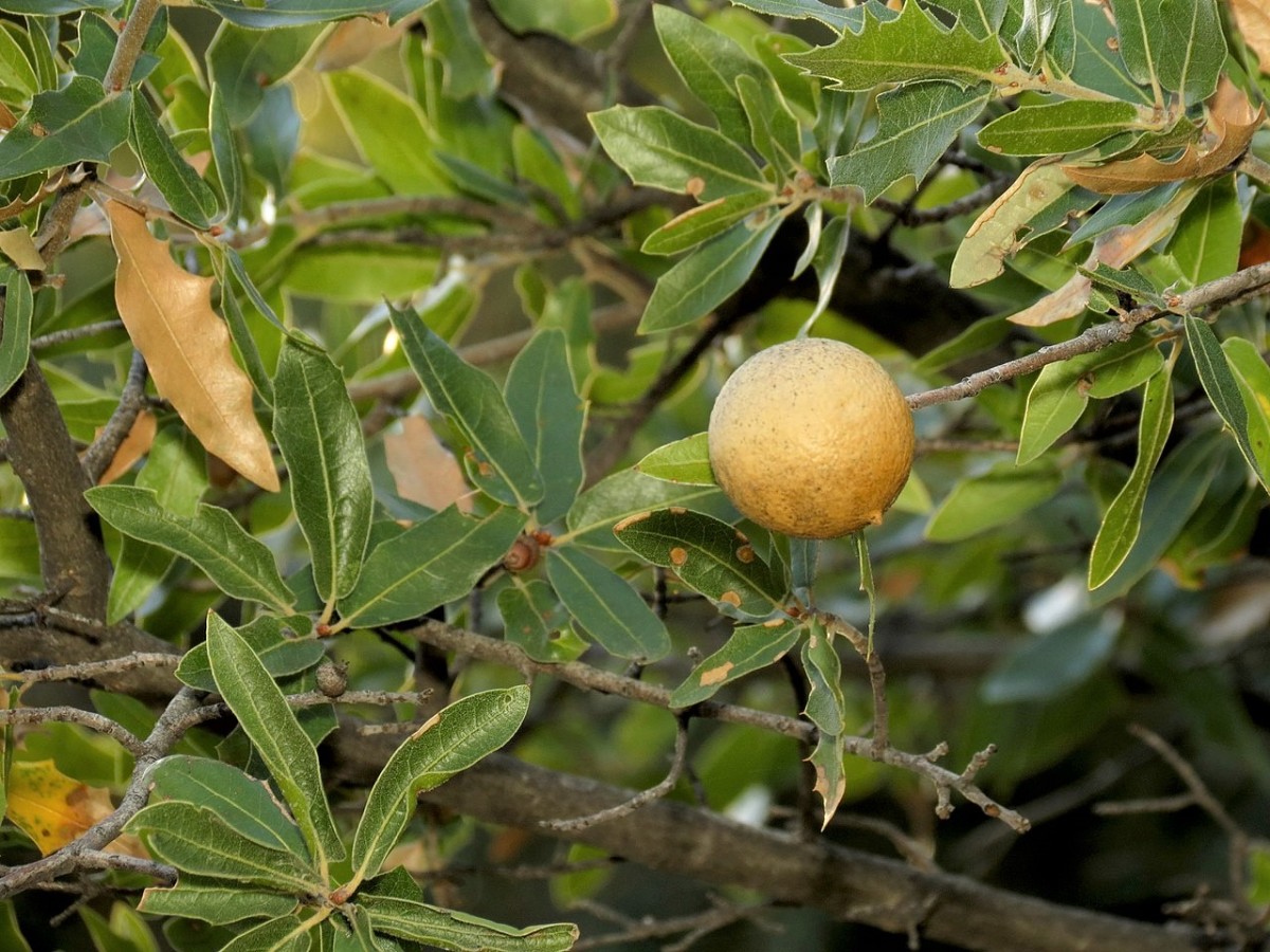 Crypt-Keeper Wasp: An Interesting Hyperparasite - Owlcation