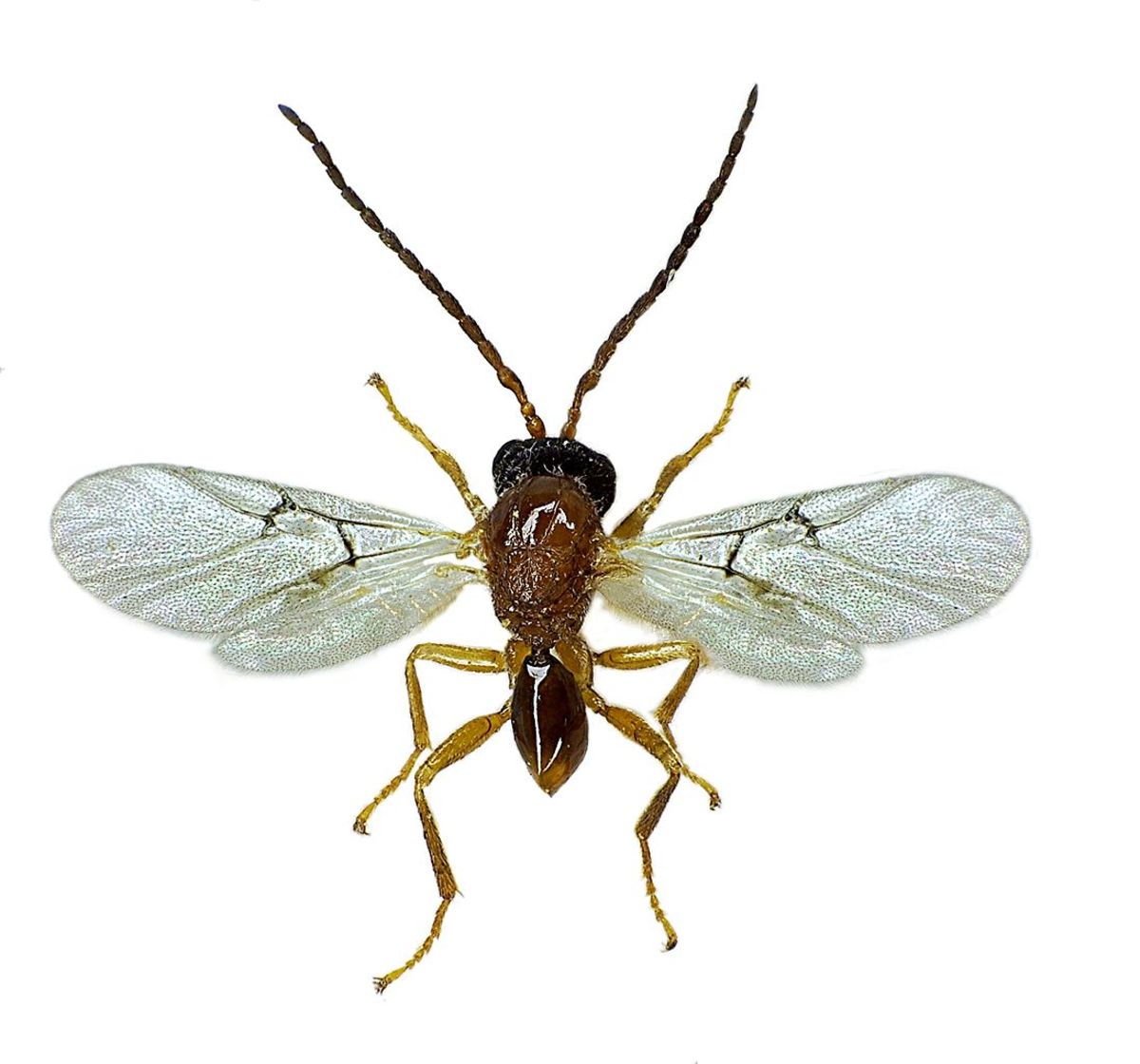 Crypt-Keeper Wasp: An Interesting Hyperparasite - Owlcation