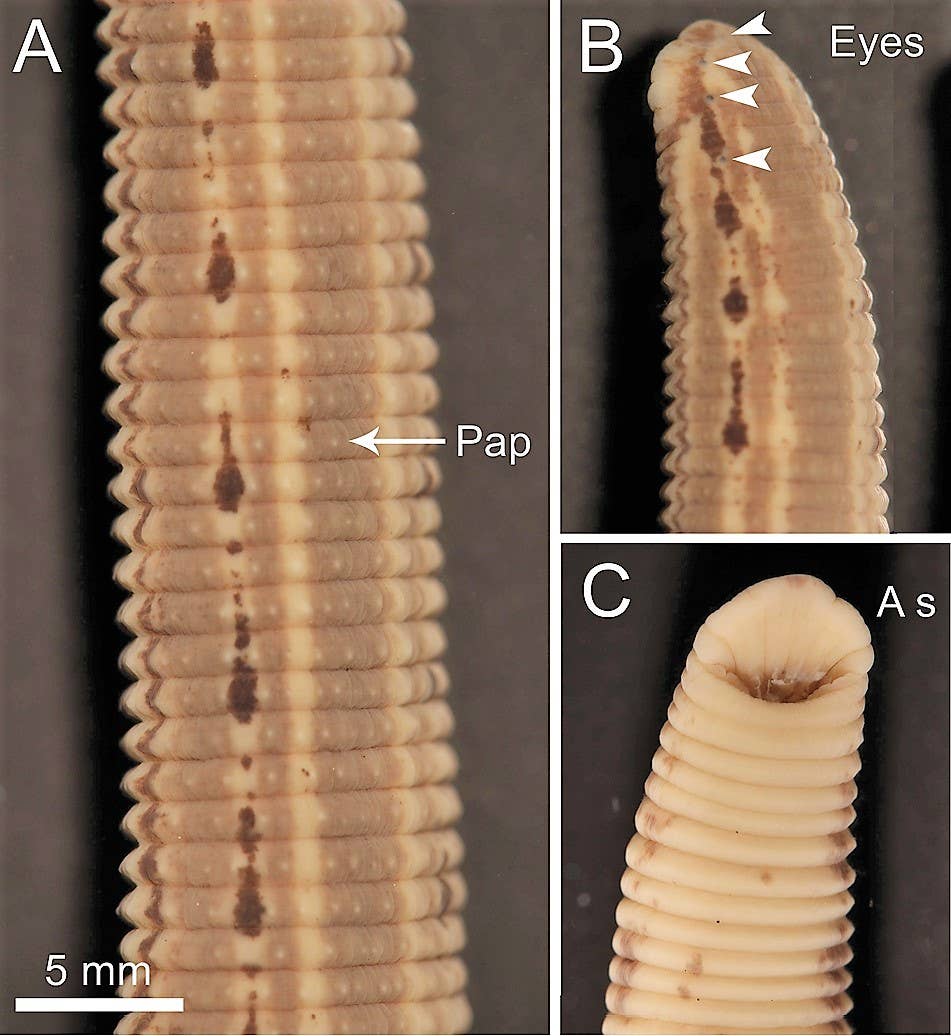 European Medicinal Leech: Features, Biology, and Medical Use - Owlcation