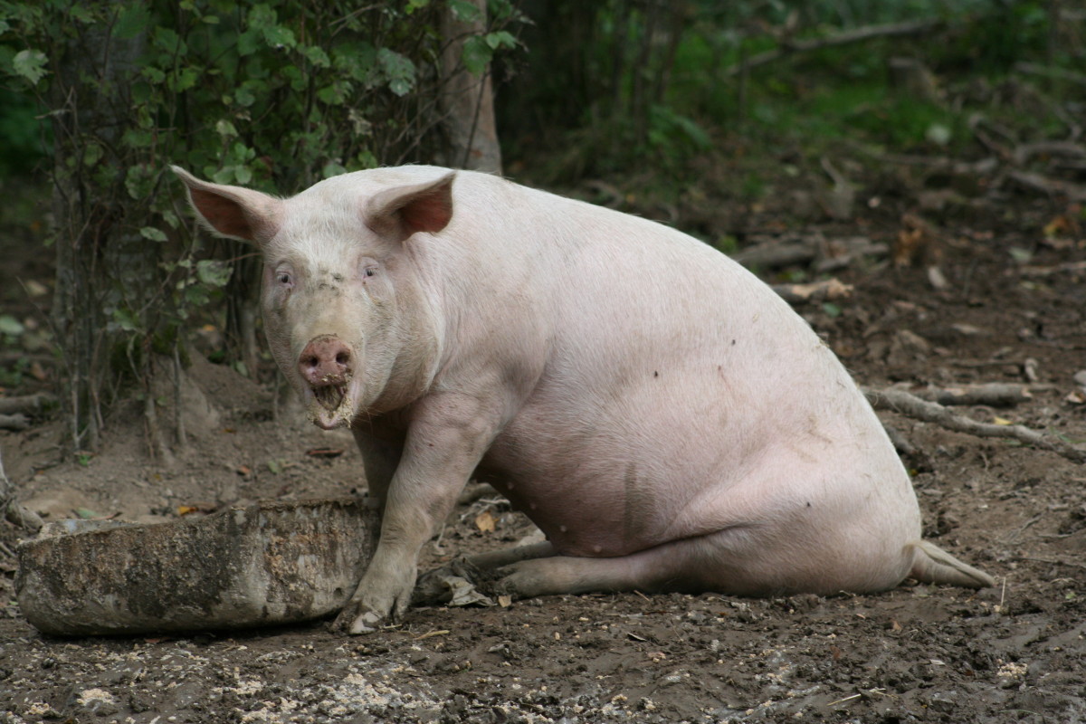 Characteristics of Subversive Literature - Owlcation