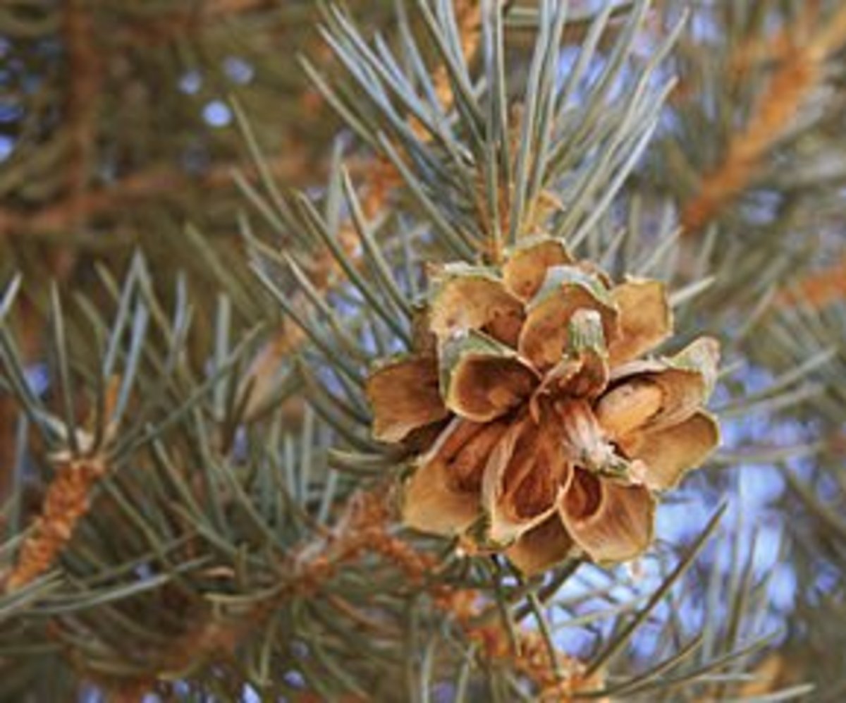 Pine Trees: Meanings and Culture of the Great Evergreen - Owlcation