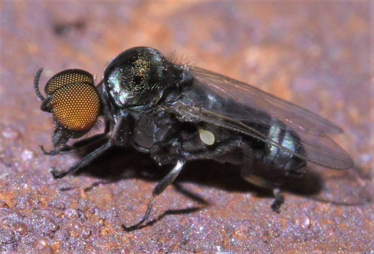 River Blindness (Onchocerciasis), a Nematode, and Wolbachia - Owlcation