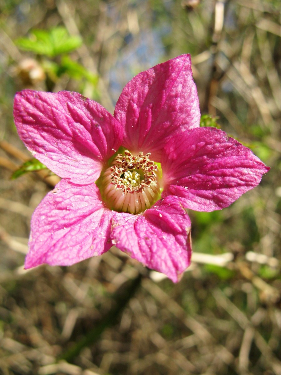 8 Lovely B.C. Plants That Flower in Spring: Photos and Facts - Owlcation