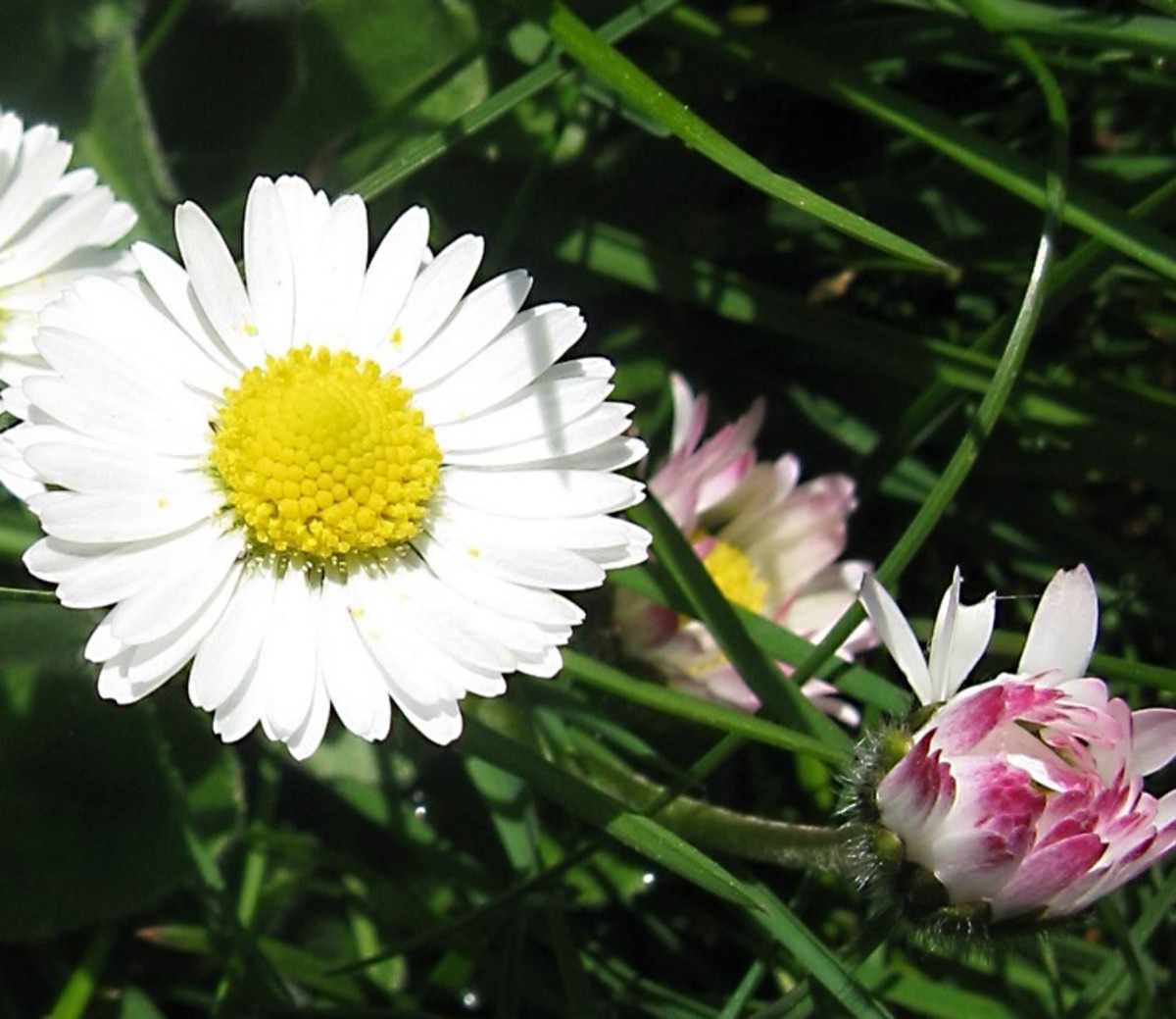 8 Lovely B.C. Plants That Flower in Spring: Photos and Facts - Owlcation