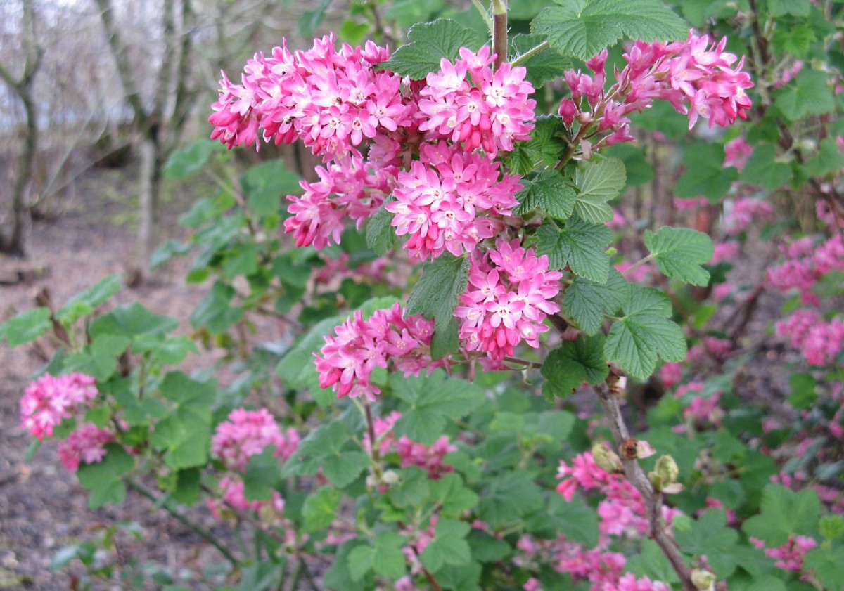 8 Lovely B.C. Plants That Flower in Spring: Photos and Facts - Owlcation