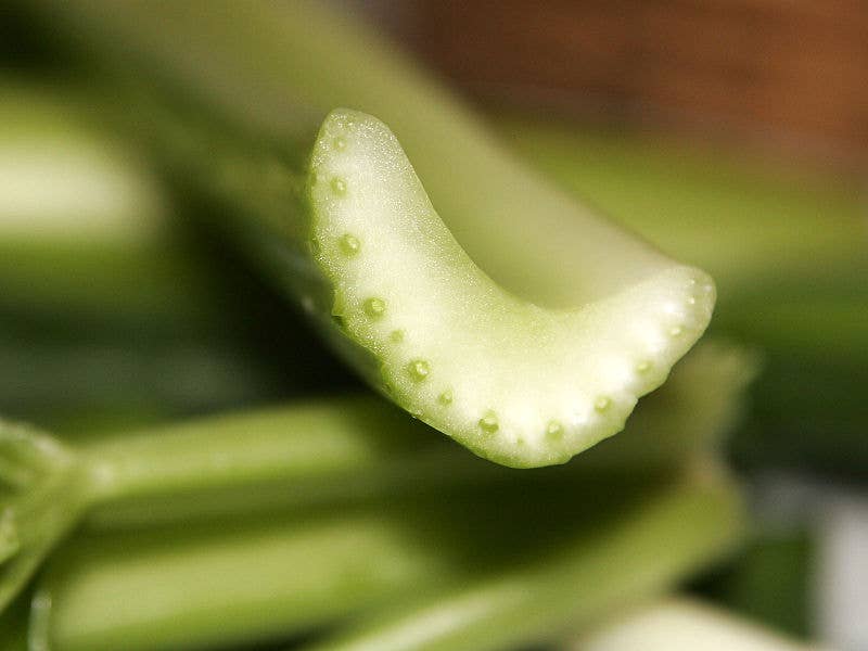 Geotropism: What Makes Plants Grow Up and Roots Grow Down? - Owlcation