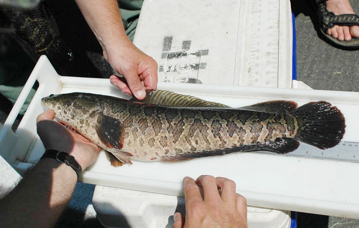 Snakehead Fish: Invasive Predators in North America - Owlcation