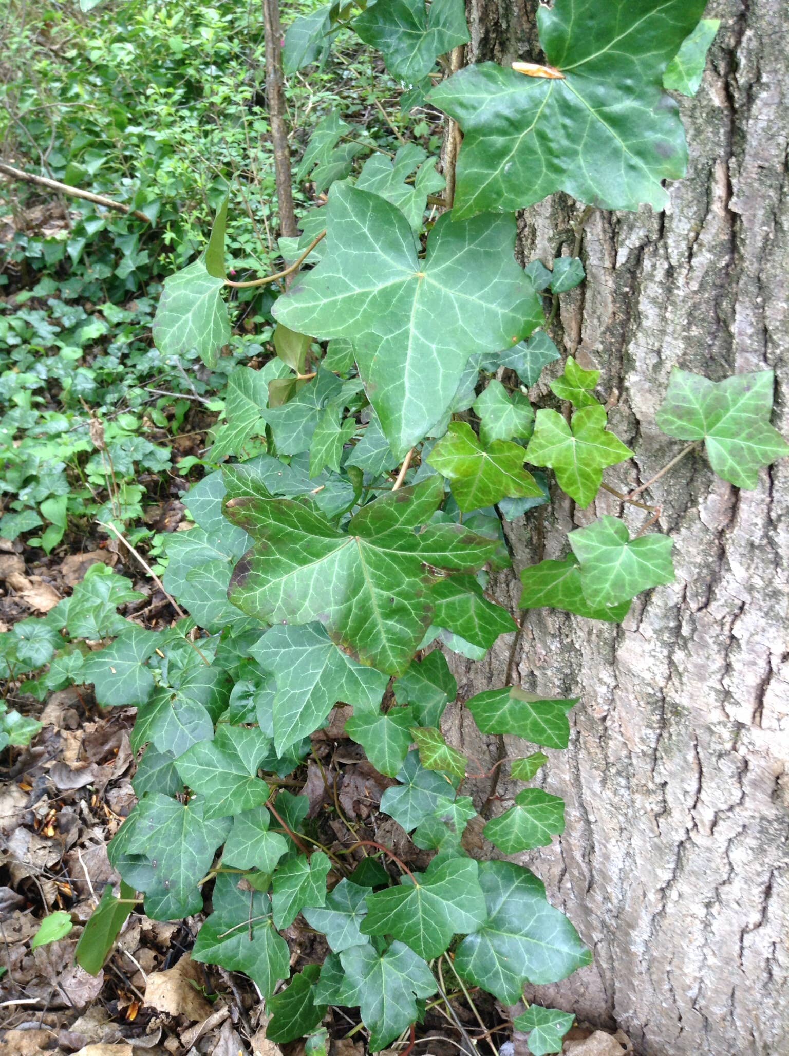 English Ivy Symbolism, Traditions, and Mythology - Owlcation