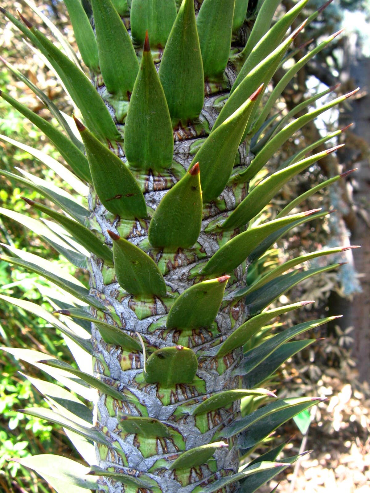 The Monkey Puzzle Tree: An Unusual and Endangered Plant - Owlcation