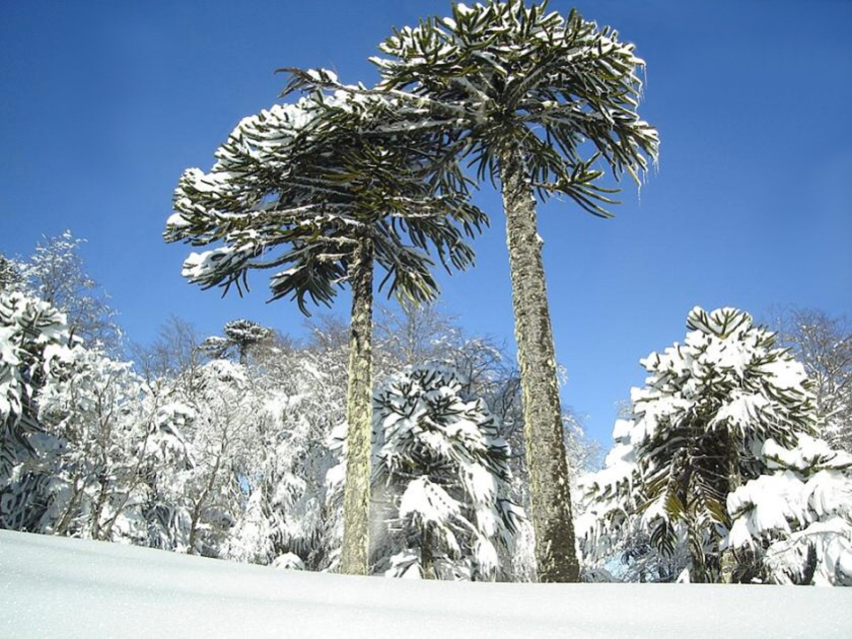 The Monkey Puzzle Tree: An Unusual and Endangered Plant - Owlcation