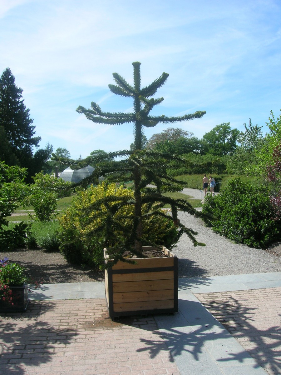 The Monkey Puzzle Tree: An Unusual and Endangered Plant - Owlcation