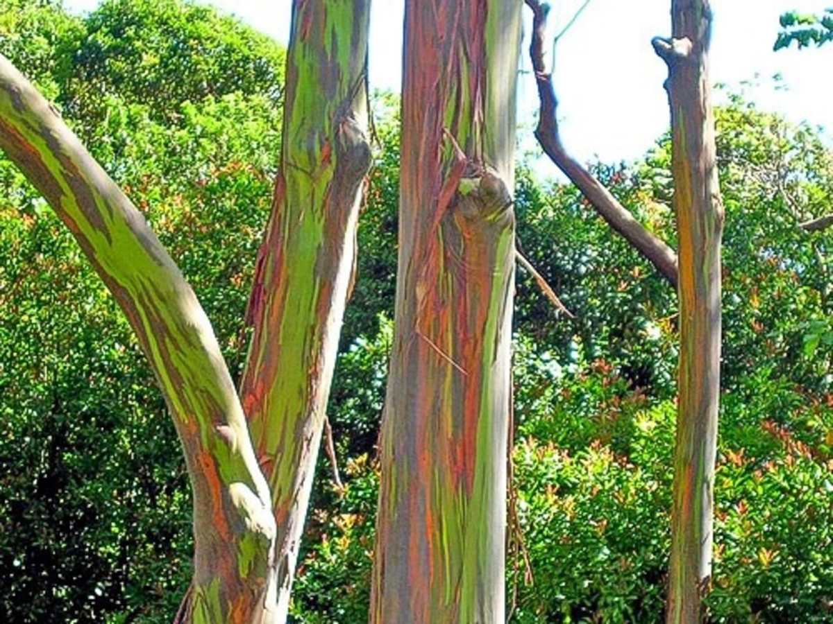Rainbow Eucalyptus: Unusual Tree With Multicoloured Trunk - Owlcation