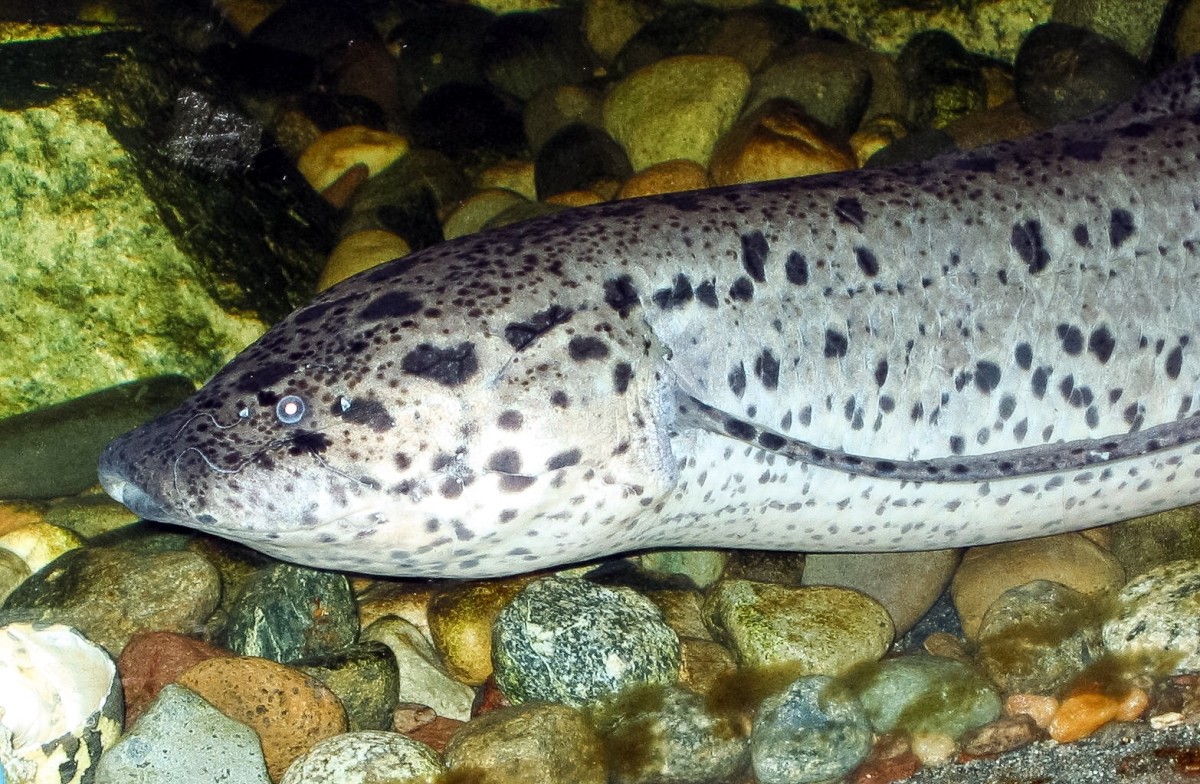 Fish Mucus: Composition, Functions, and Potential Uses - Owlcation