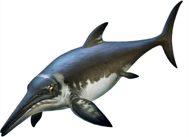 An Interview With Geoscientist Gerta Keller: Extinction Theory - Owlcation