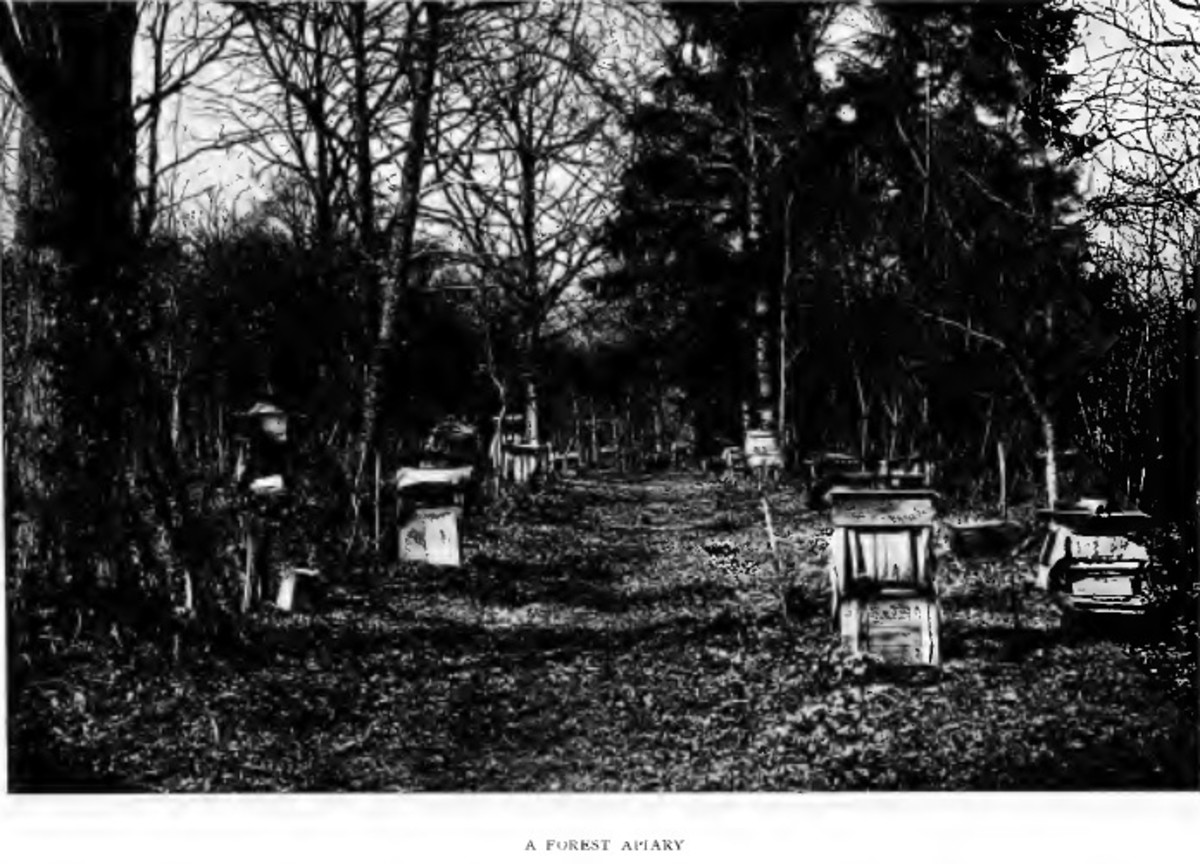 The Lore and History of Mead in Germanic Cultures - Owlcation