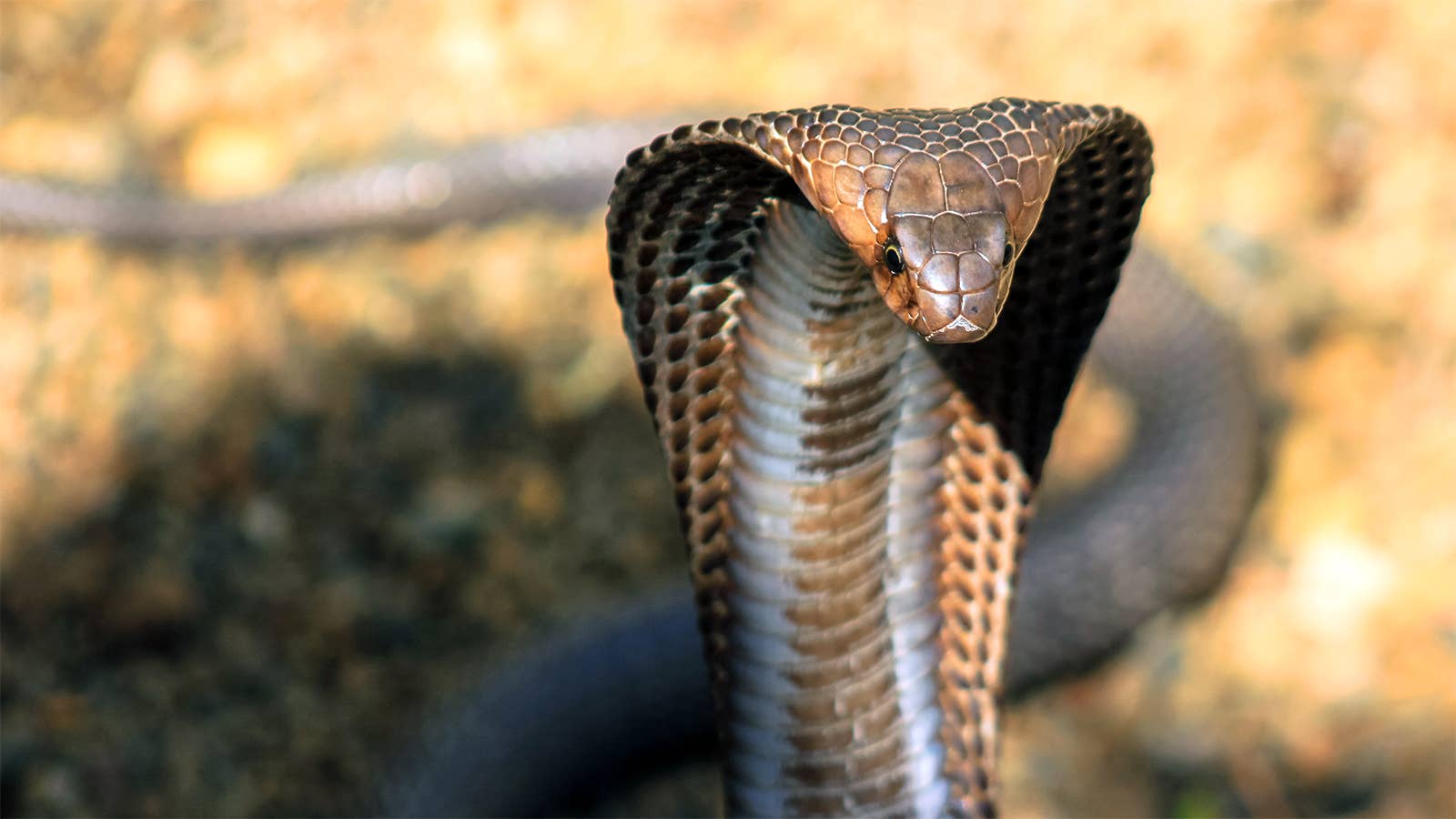 10 Deadliest Animals on the Planet - Owlcation