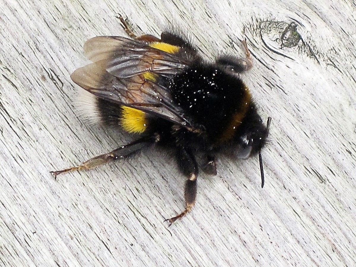 Bumble Bee Behavior: Surprising Capabilities of Small Brains - Owlcation