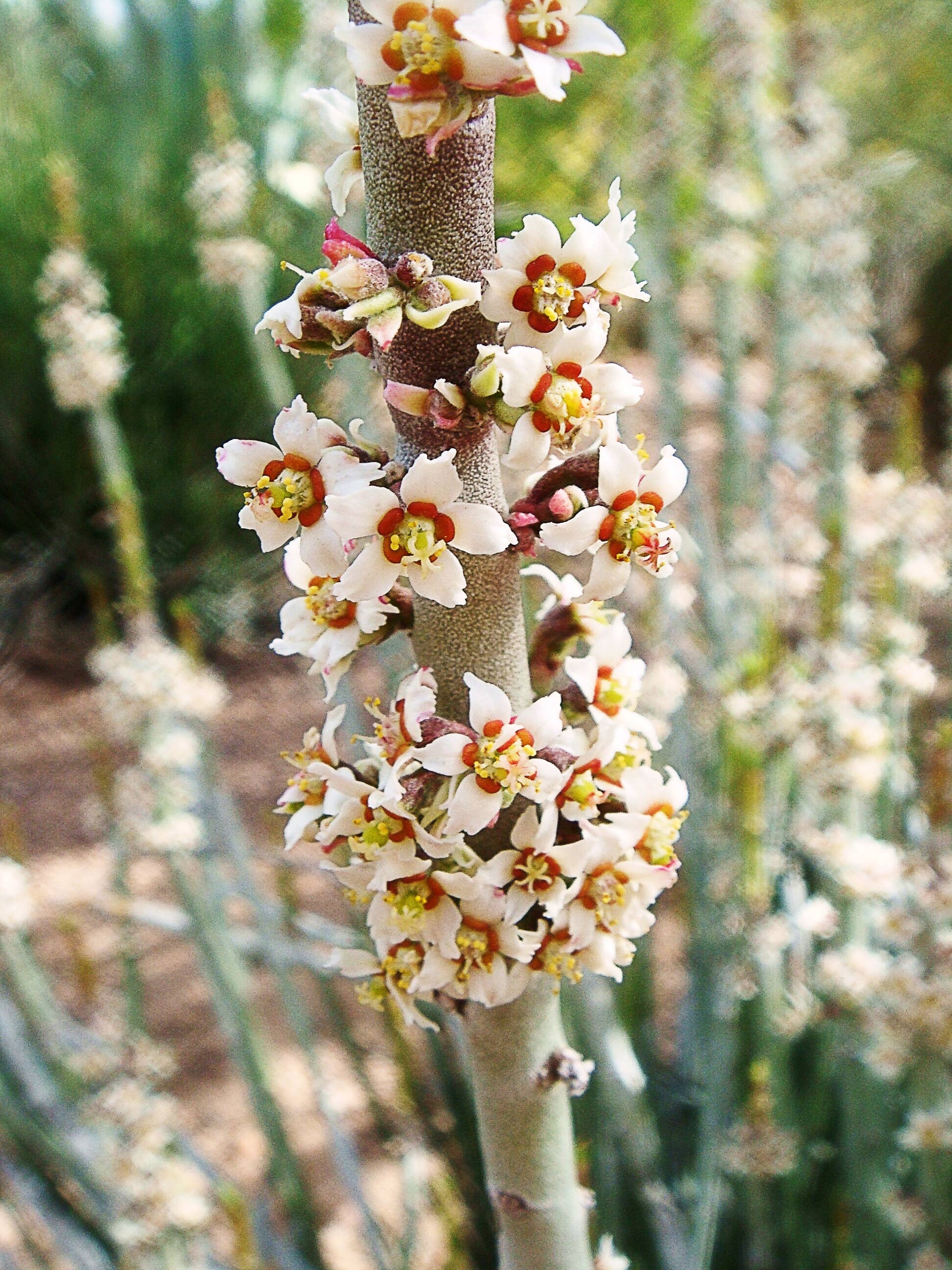 Carnauba Palms and Candelilla Shrubs: Plants and Their Wax - Owlcation