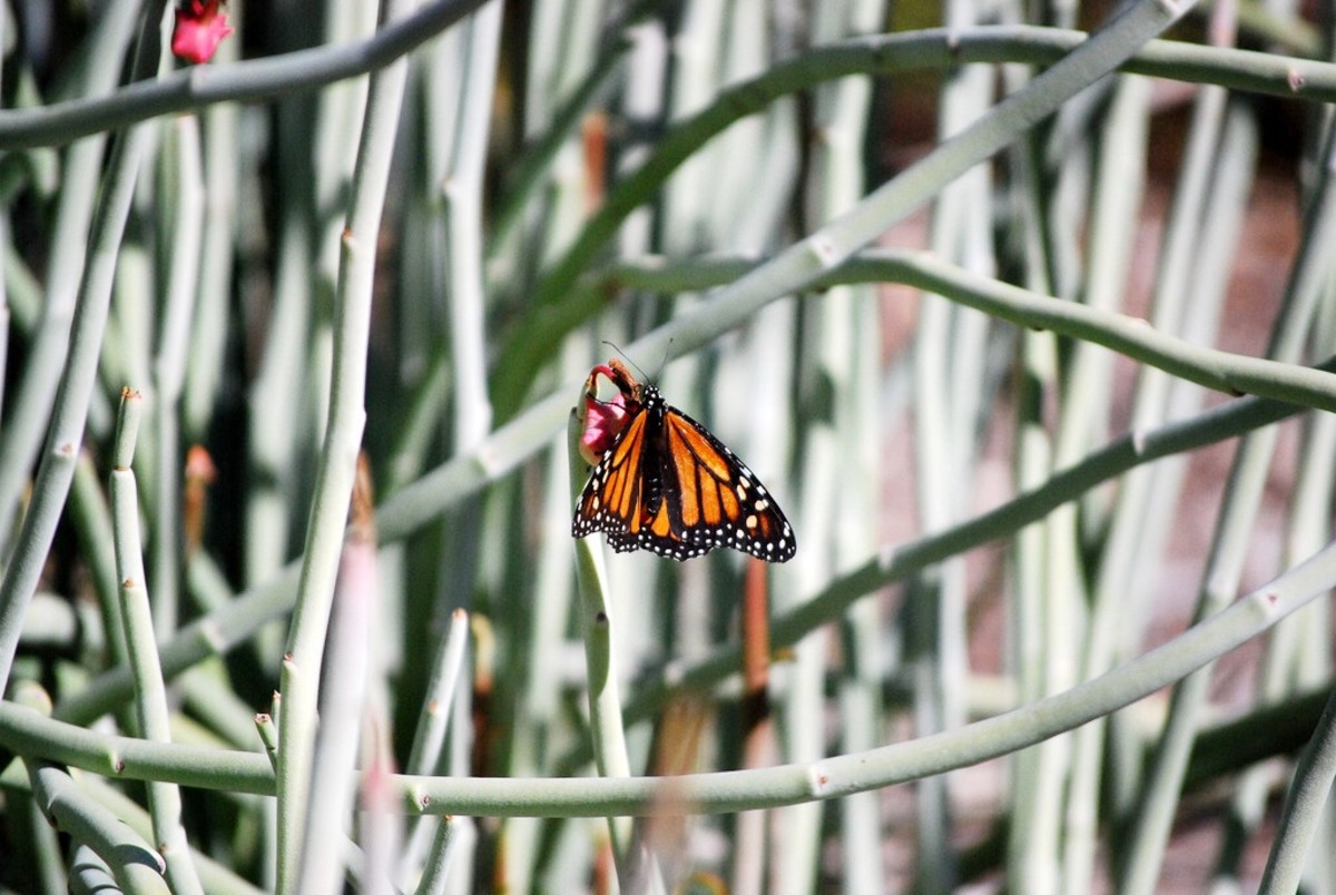 Carnauba Palms and Candelilla Shrubs: Plants and Their Wax - Owlcation