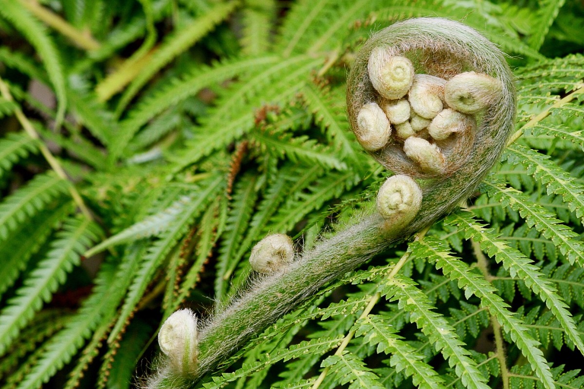 Facts About Ferns and the Western Sword Fern - Owlcation