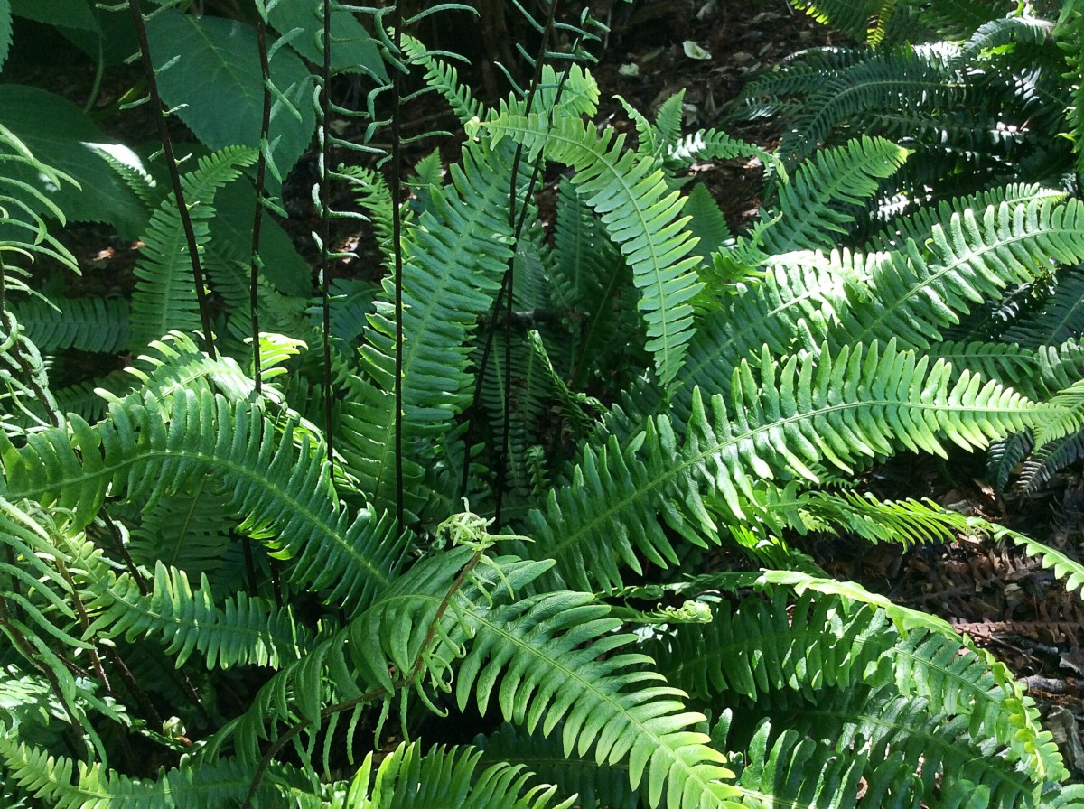 Facts About Ferns and the Western Sword Fern - Owlcation
