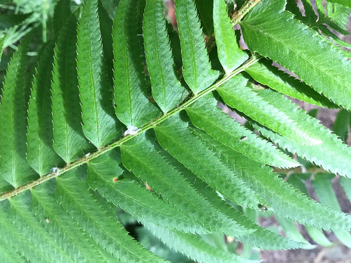 Facts About Ferns and the Western Sword Fern - Owlcation