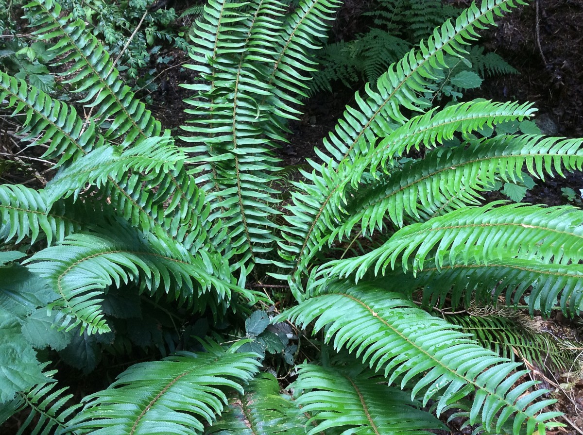 Facts About Ferns and the Western Sword Fern - Owlcation