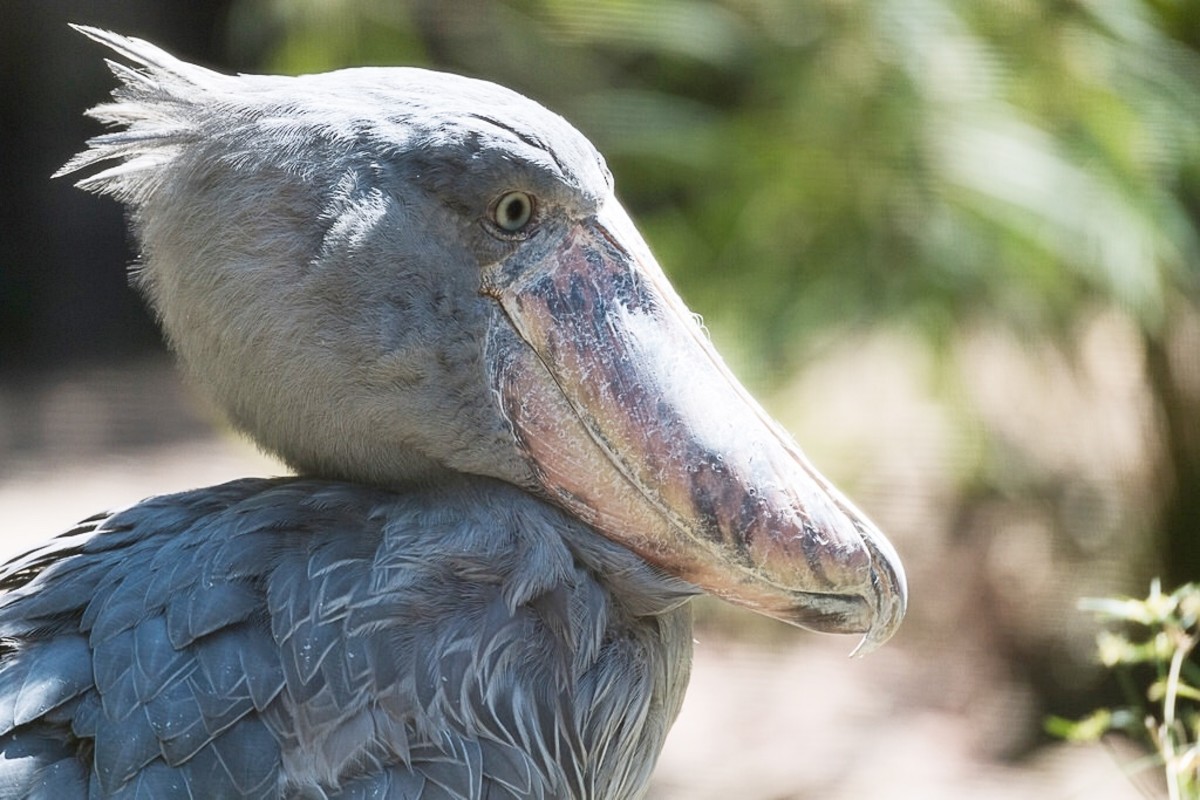50 Facts About the Shoebill Stork: A Large and Strange Bird - Owlcation