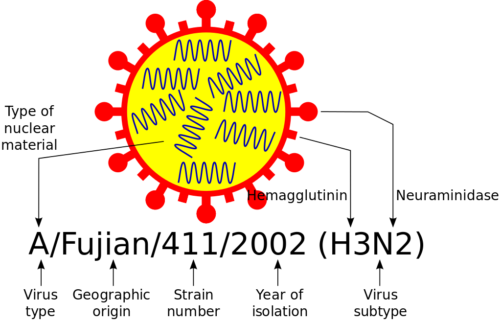 Influenza Virus Facts and a Possible Treatment via Llamas - Owlcation