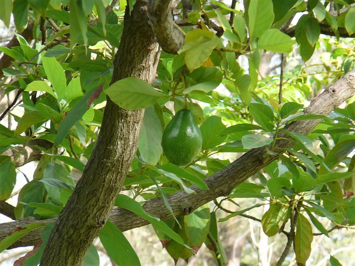 Avocado Trees and Fruits: Botanical and Historical Facts - Owlcation