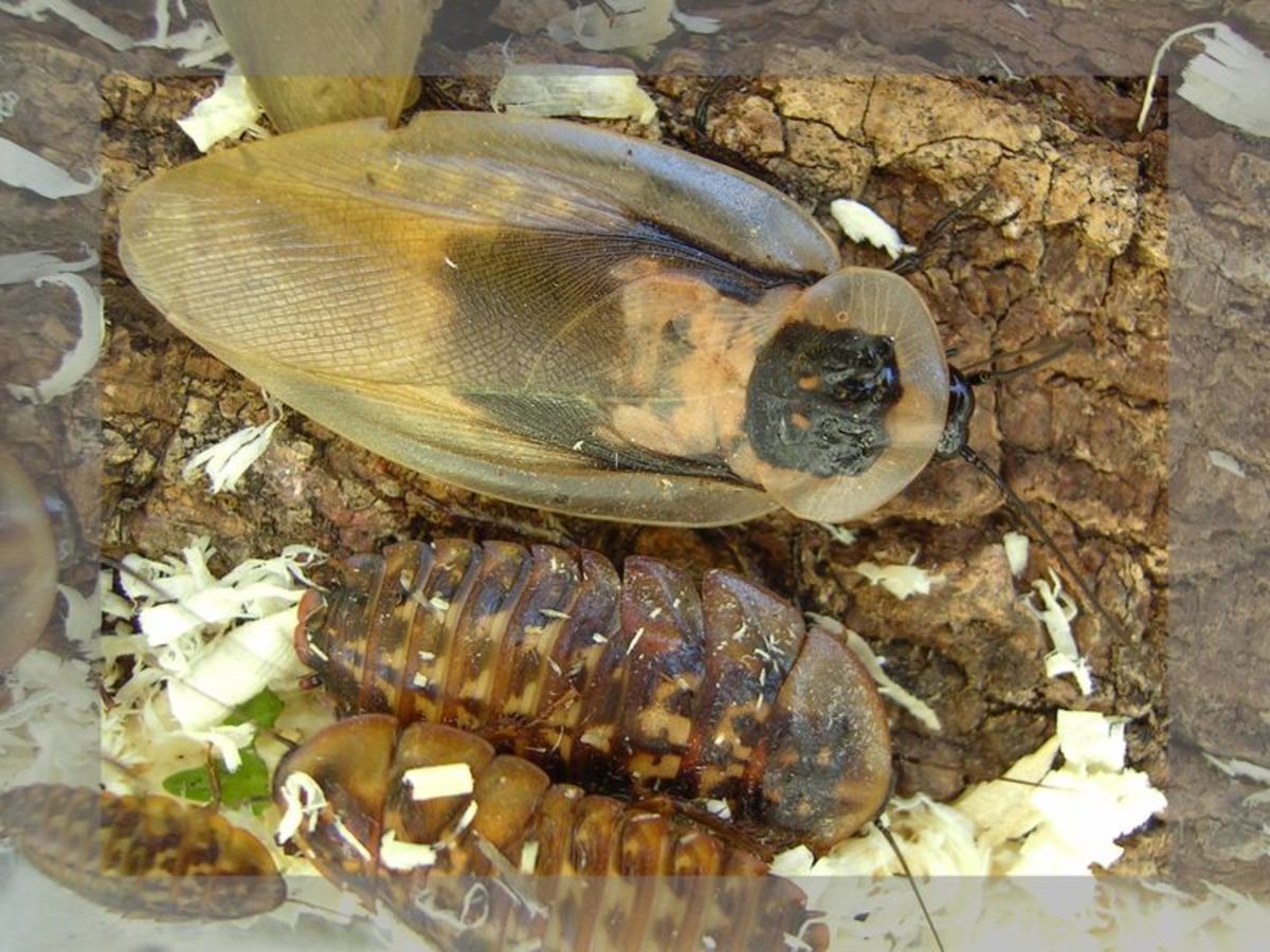 The Fascinating Truth About One of the World's Oldest Pests ...