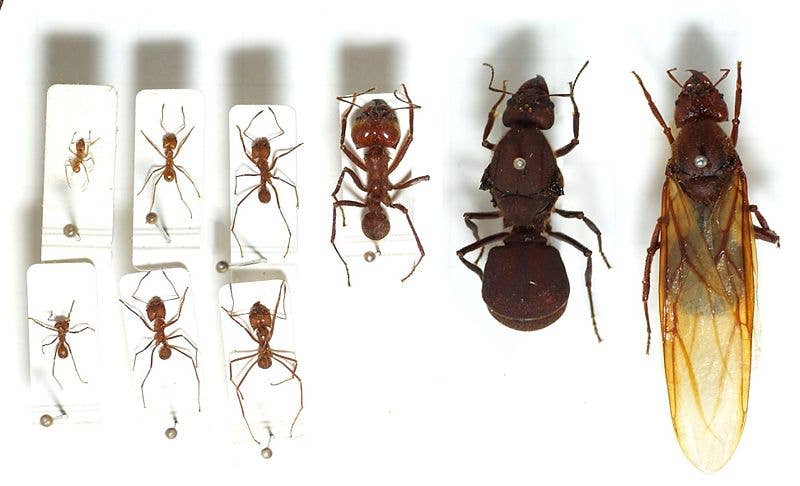 Ants: Their History, Life, and Purpose - Owlcation