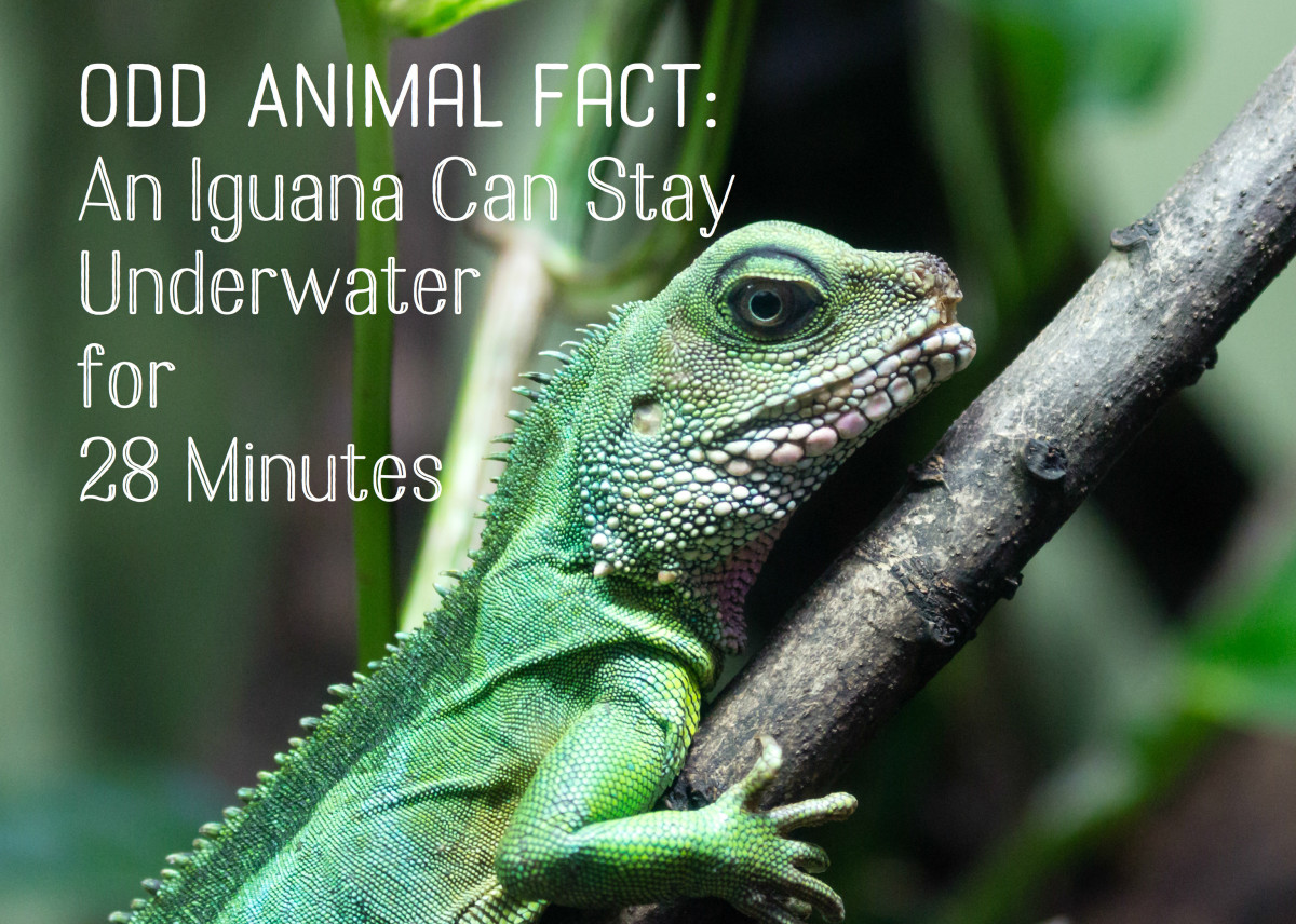 200+ Weird Fun Facts Most People Don't Know - Owlcation