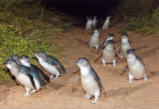 Blue Fairy Penguin Australia