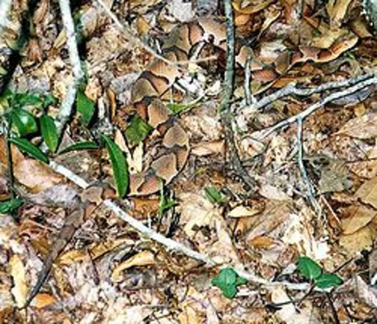 The Copperhead: A Venomous American Pit Viper - Owlcation