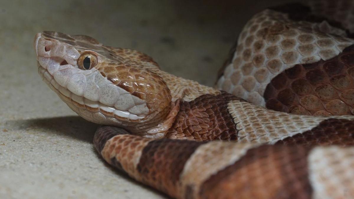 The Copperhead: A Venomous American Pit Viper - Owlcation