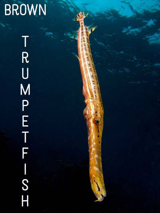 List of Ocean Animals: A Through Z - Owlcation