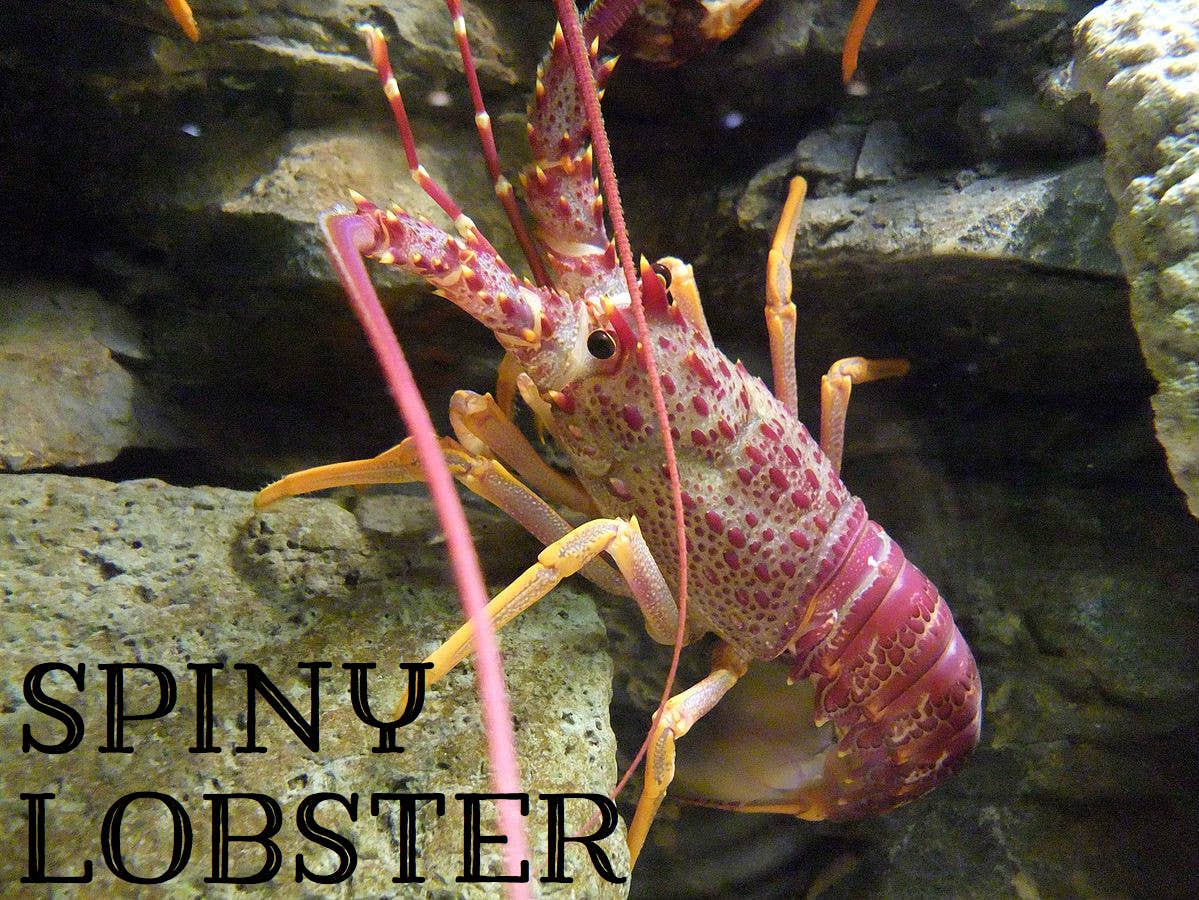 List of Ocean Animals: A Through Z - Owlcation