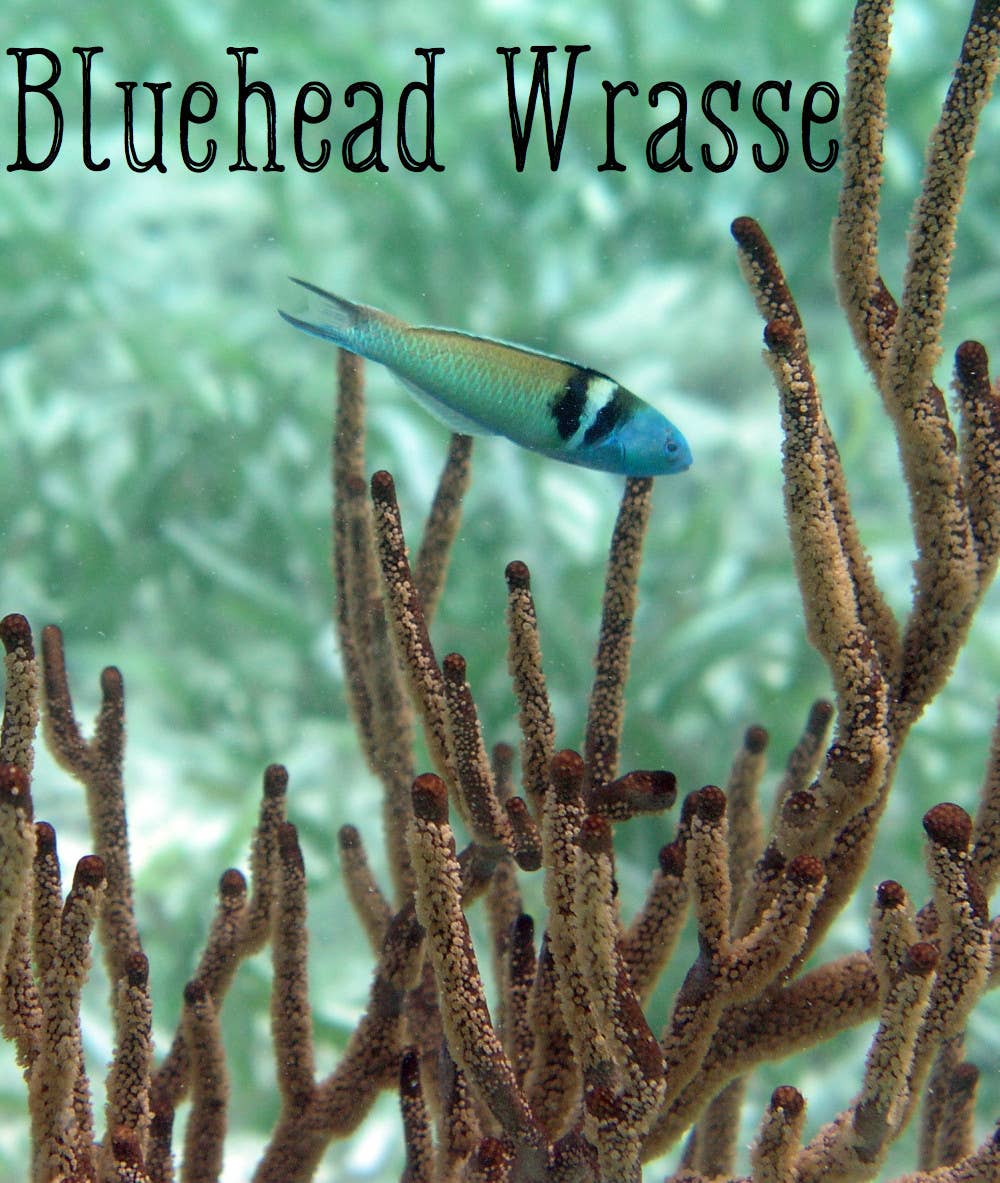 List of Ocean Animals: A Through Z - Owlcation