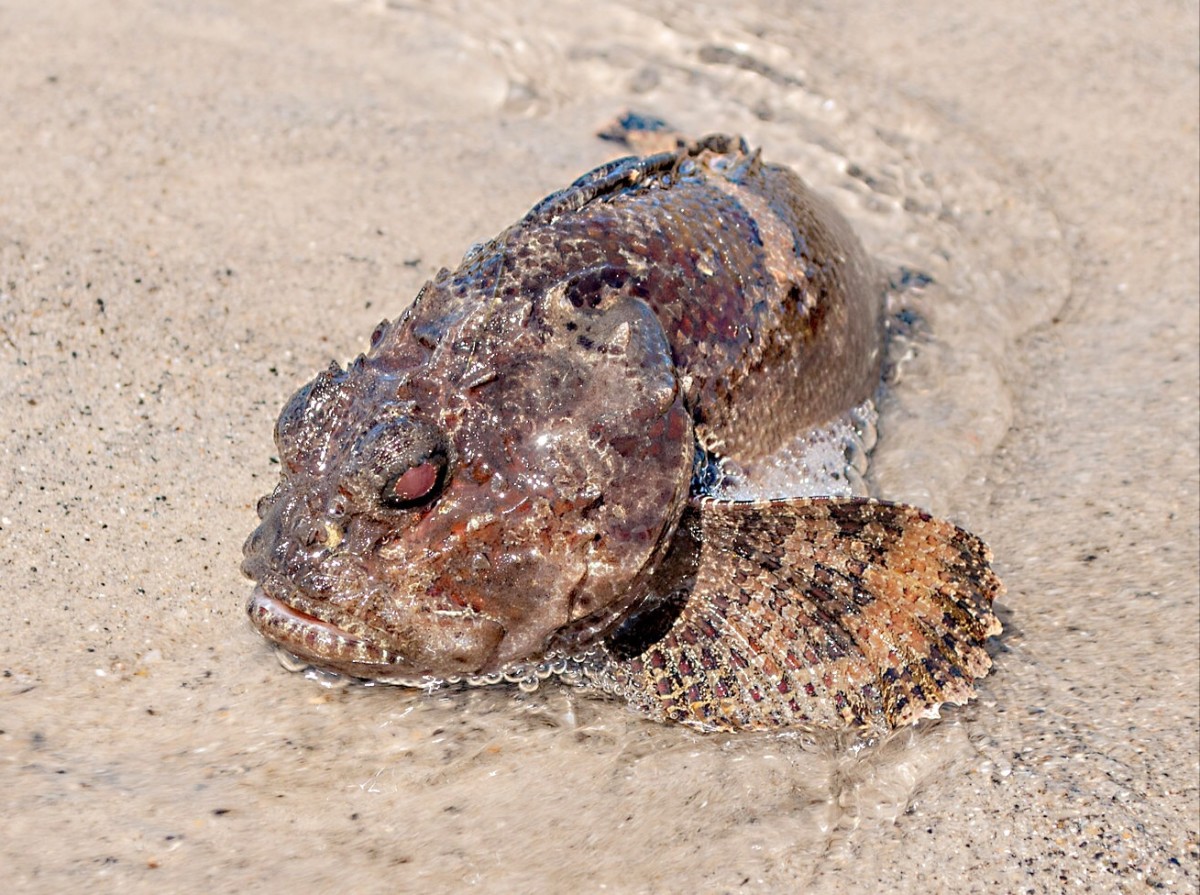 Fish That Make Sounds: Purrs, Grunts, Hums, and Hoots - Owlcation