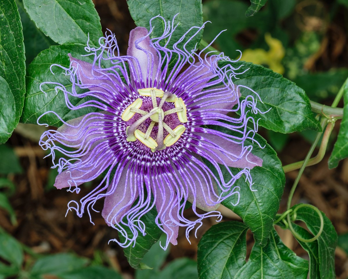 Top 20 Weirdest and Most Interesting Plants and Fungi in the World ...