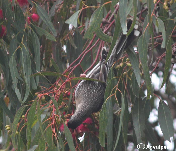 Australian Native Birds: The Wattlebirds - Owlcation