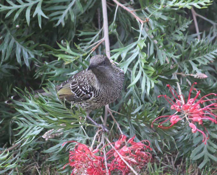 Australian Native Birds: The Wattlebirds - Owlcation
