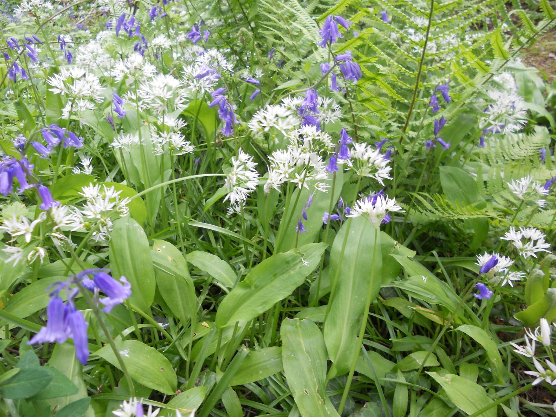 Common Wild Flowers That Are Found in the English Countryside - Owlcation