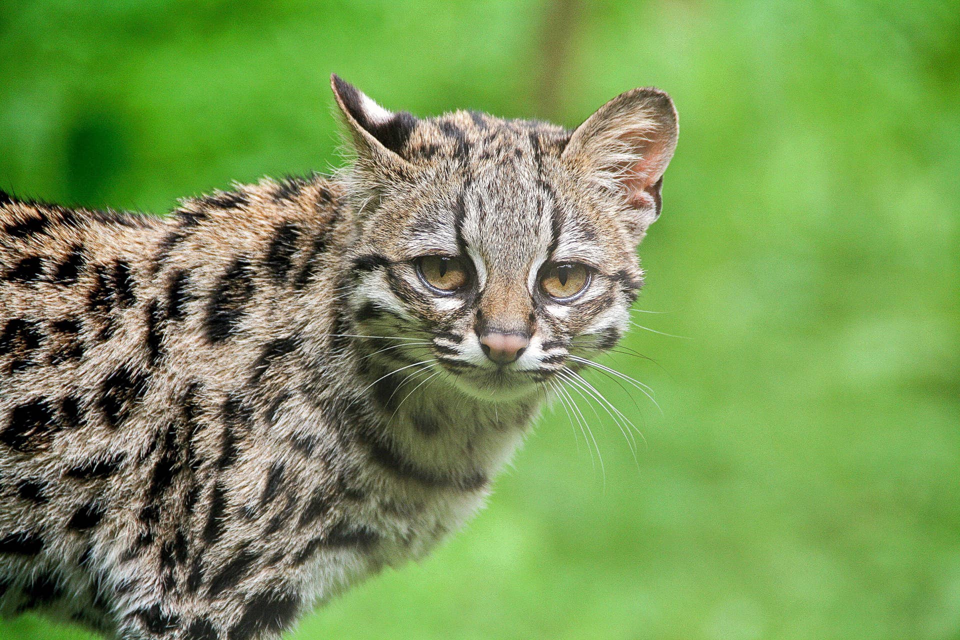 The Margay: A Beautiful Wild Cat of Central & South America - Owlcation