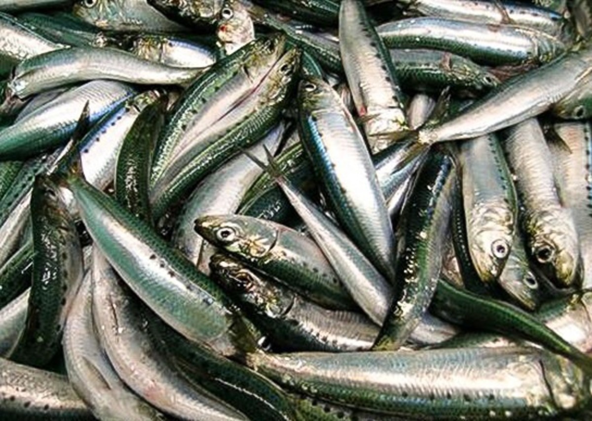 Pacific Sardines and Herring: The Lives of Food Fish in the Wild ...