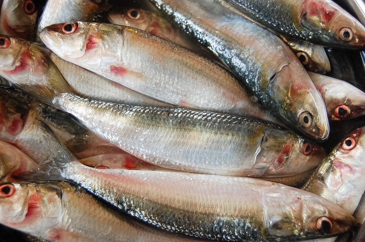 Pacific Sardines and Herring: The Lives of Food Fish in the Wild ...